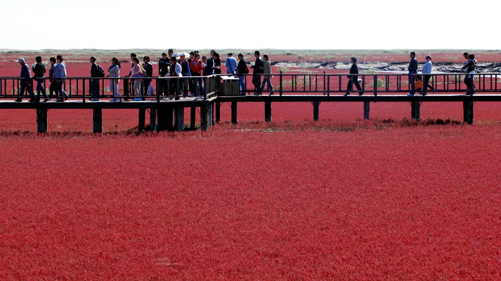 Amazing Red Beach in China (PHOTOS) | The Weather Channel