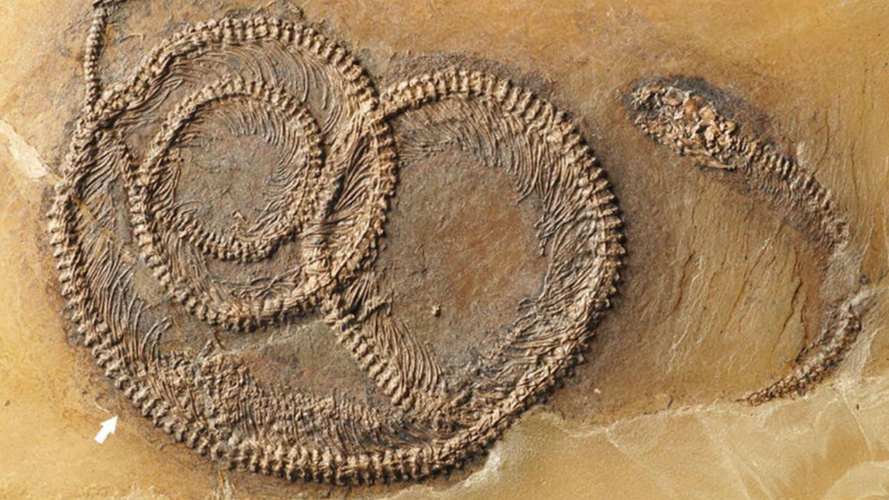 48-Million-Year-old Fossil Reveals a Beetle Inside a Lizard Inside a ...