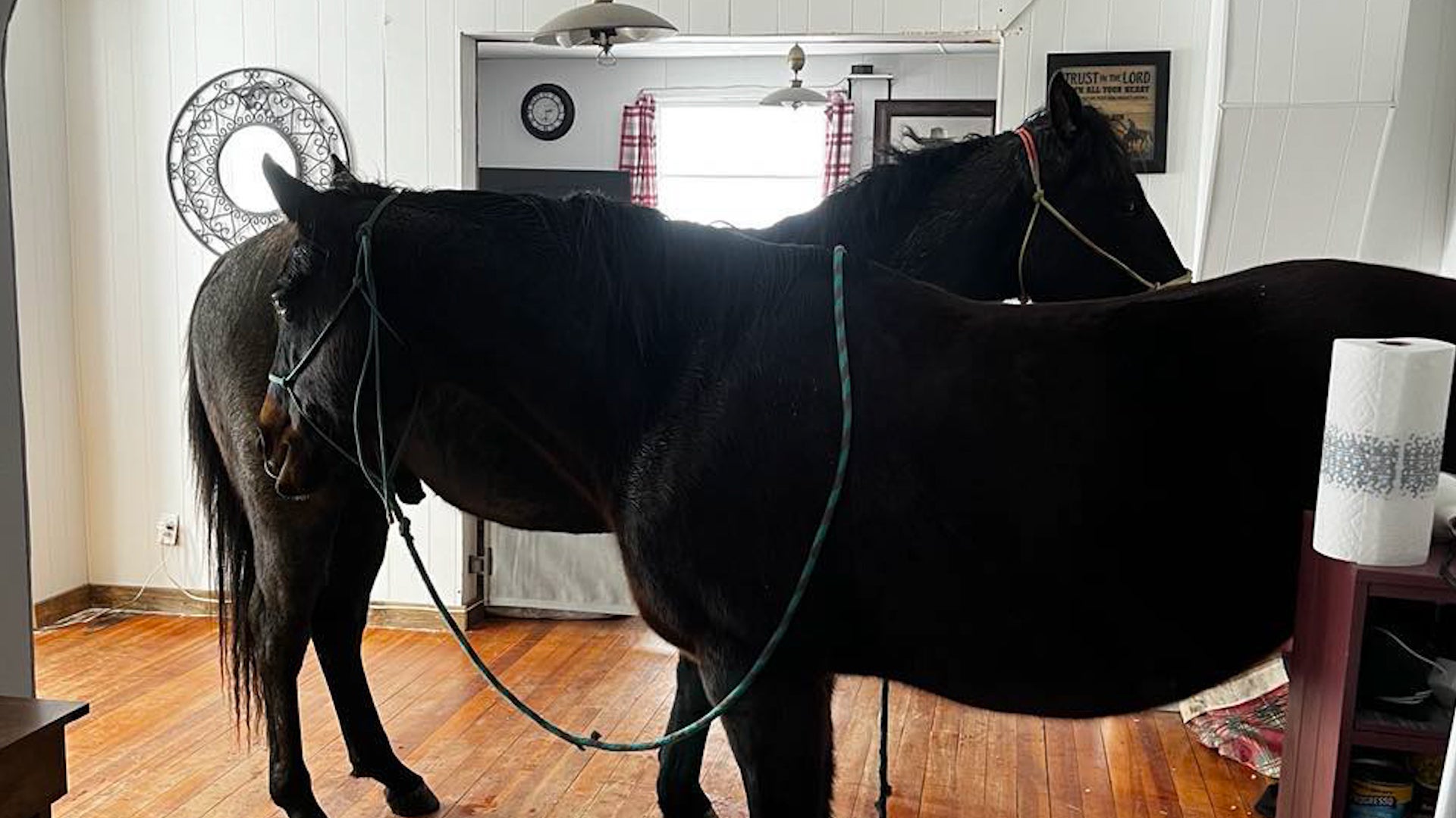 Nebraska Horses Warm Up In The Dining Room - Videos from The Weather ...