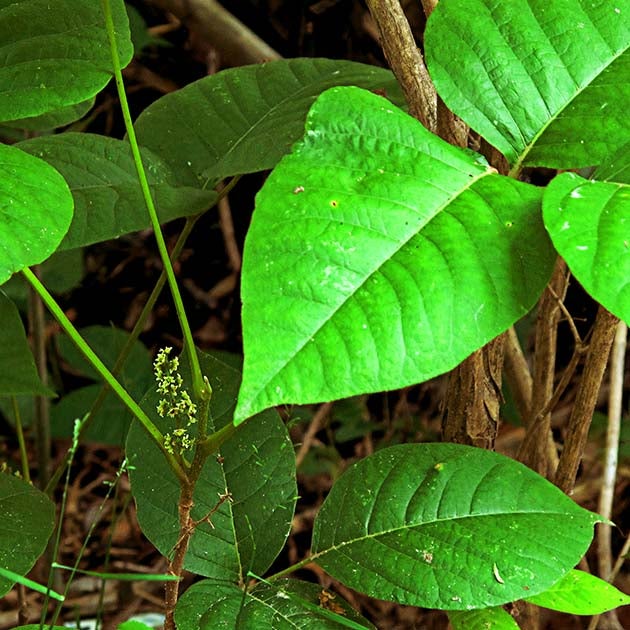 Poison Ivy is Growing Out of Control, Thanks to Climate Change ...