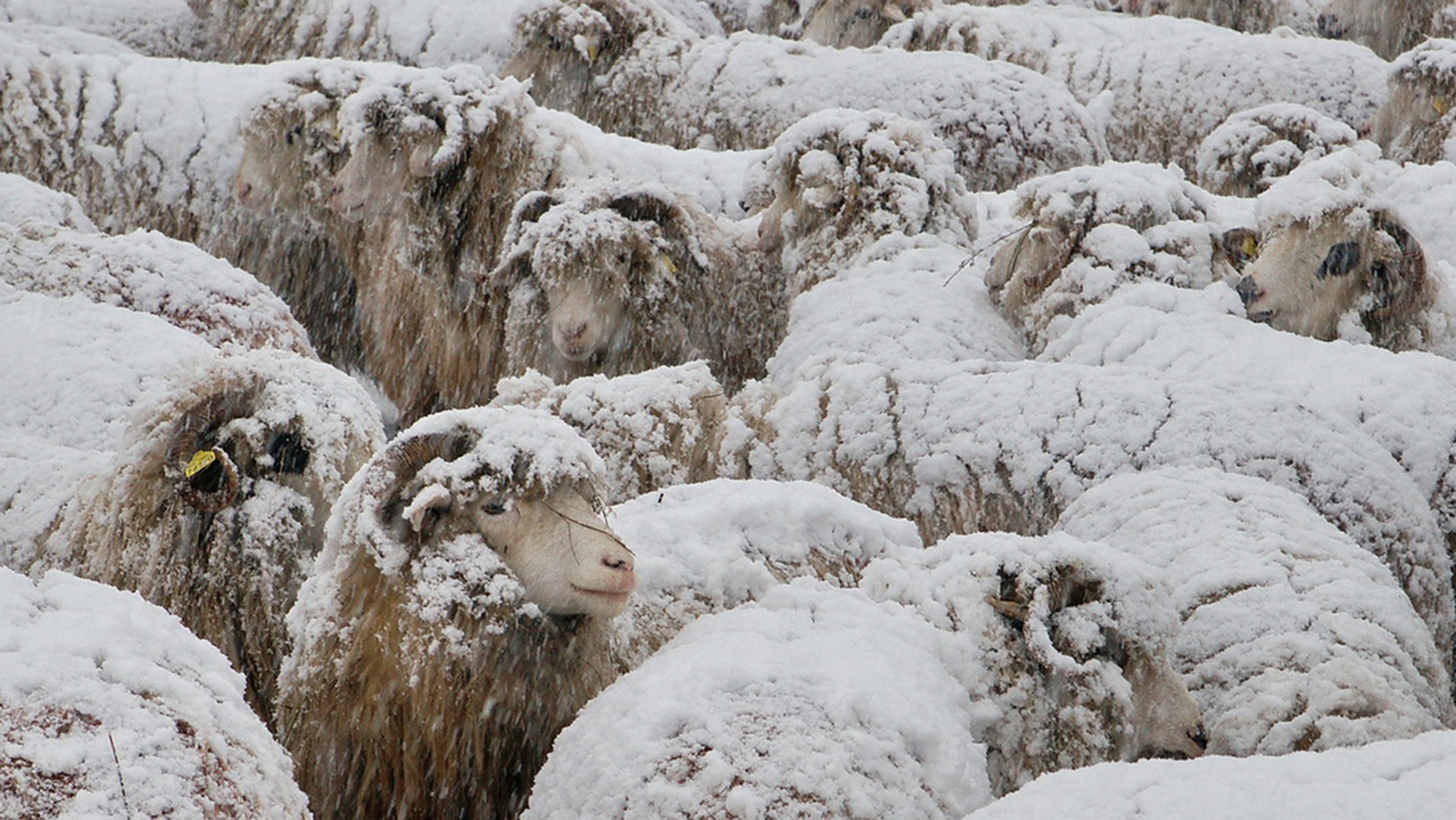 Stunning Photos of Transylvania's Traditional Shepherds | The Weather ...