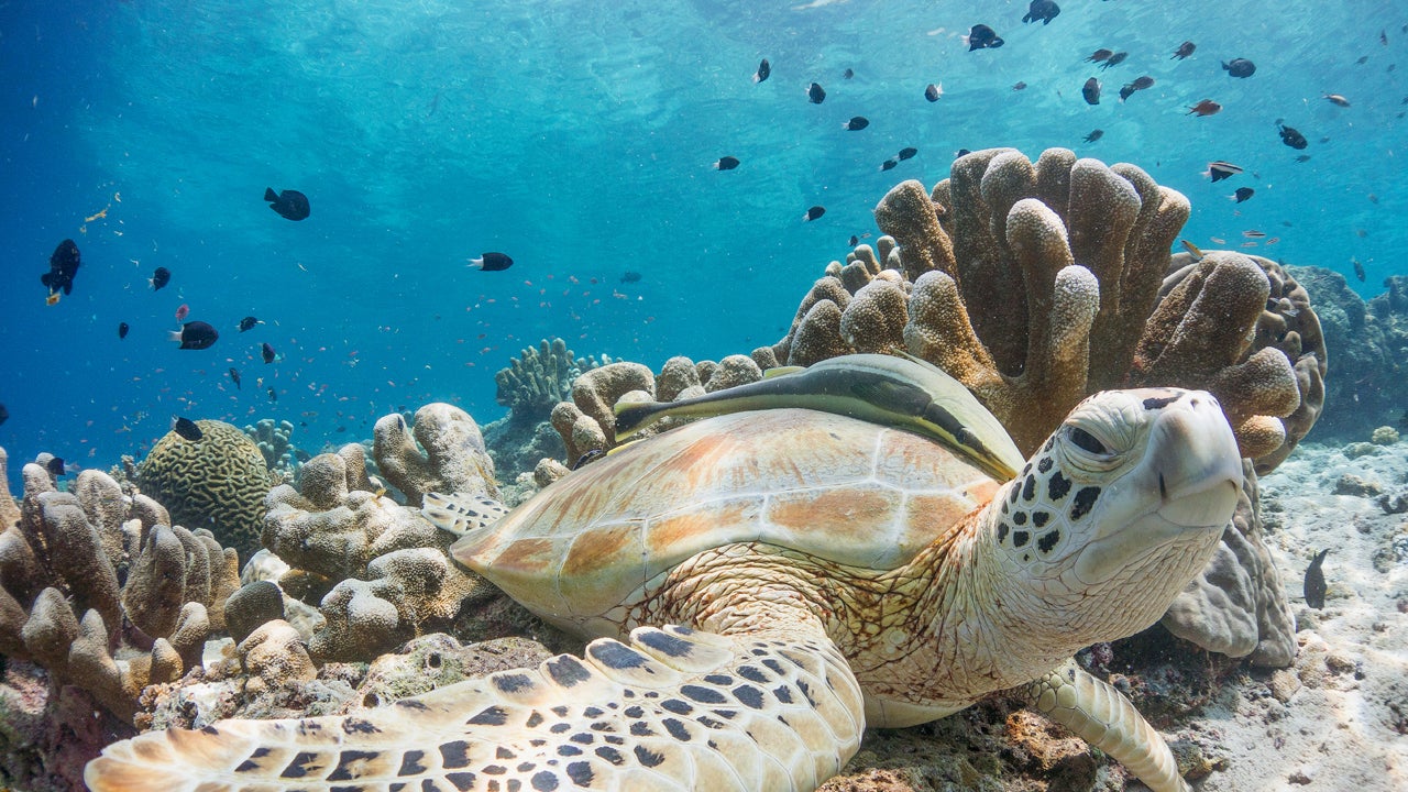 Amazing Places to Go Diving (PHOTOS) | The Weather Channel