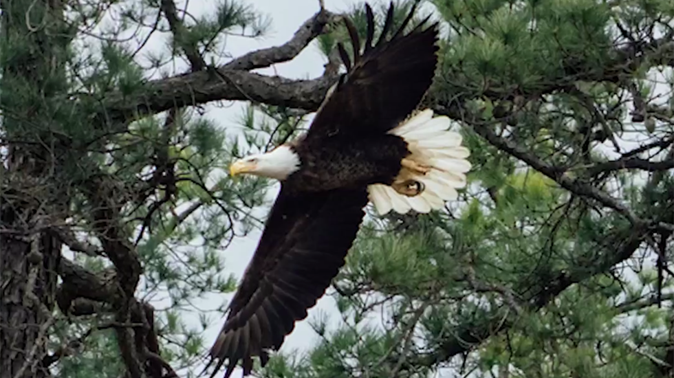 Bald Eagles Soar In New Jersey - Videos from The Weather Channel