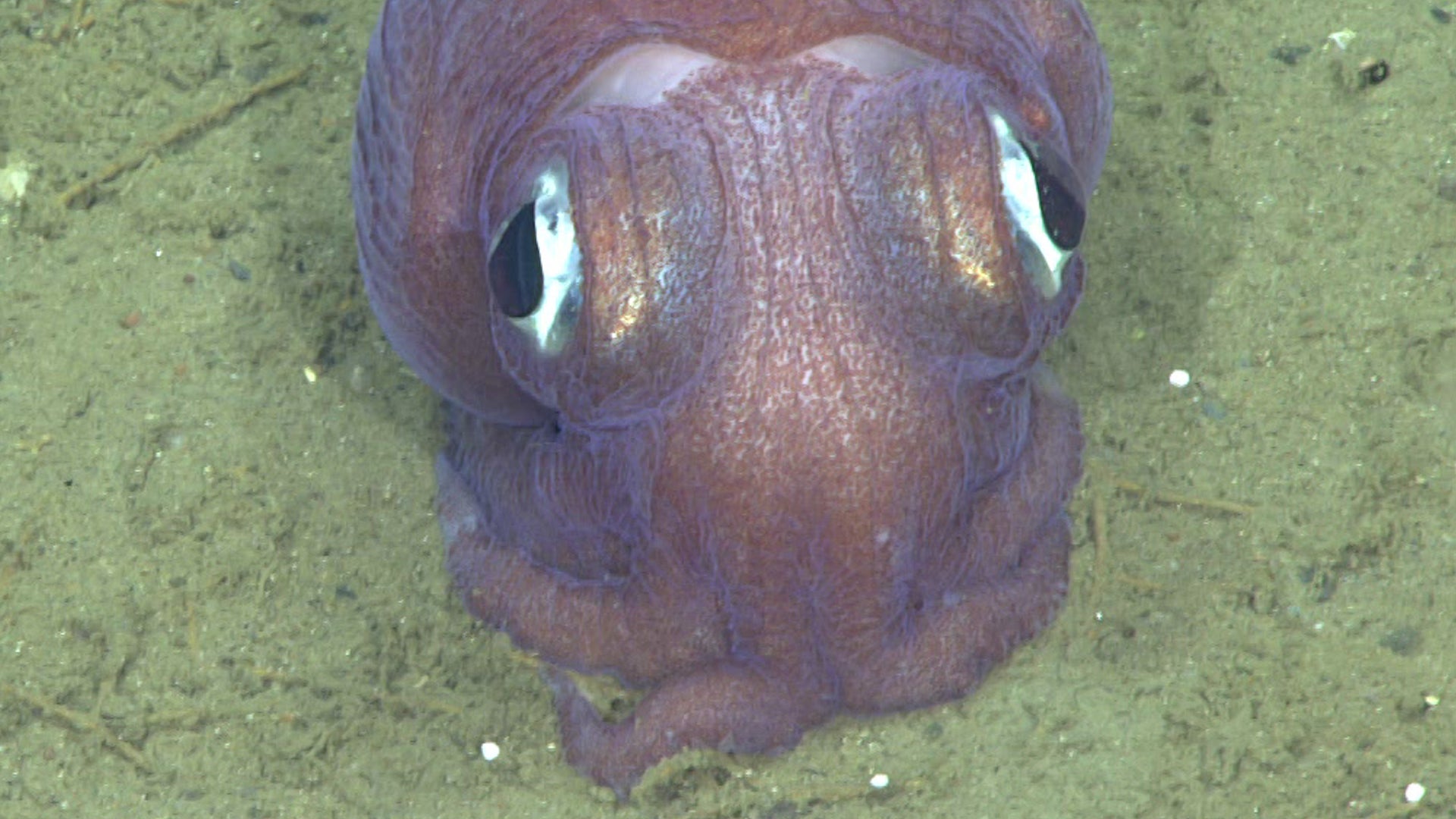 Incredible Deep Sea Creatures - Videos from The Weather Channel