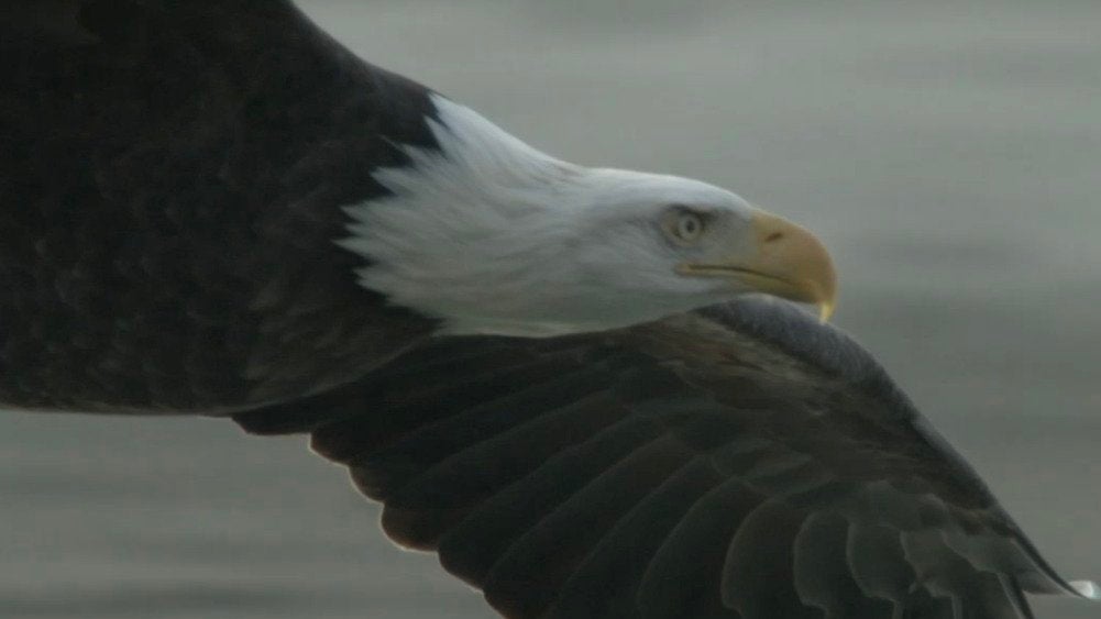 Staggering Amount of Bald Eagles Have Lead Poisoning - Videos from The ...