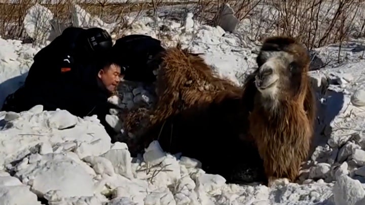 Camel Rescued From Snow in China - Videos from The Weather Channel
