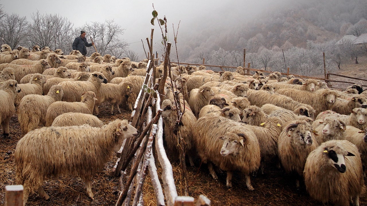 Stunning Photos of Transylvania's Traditional Shepherds | The Weather ...