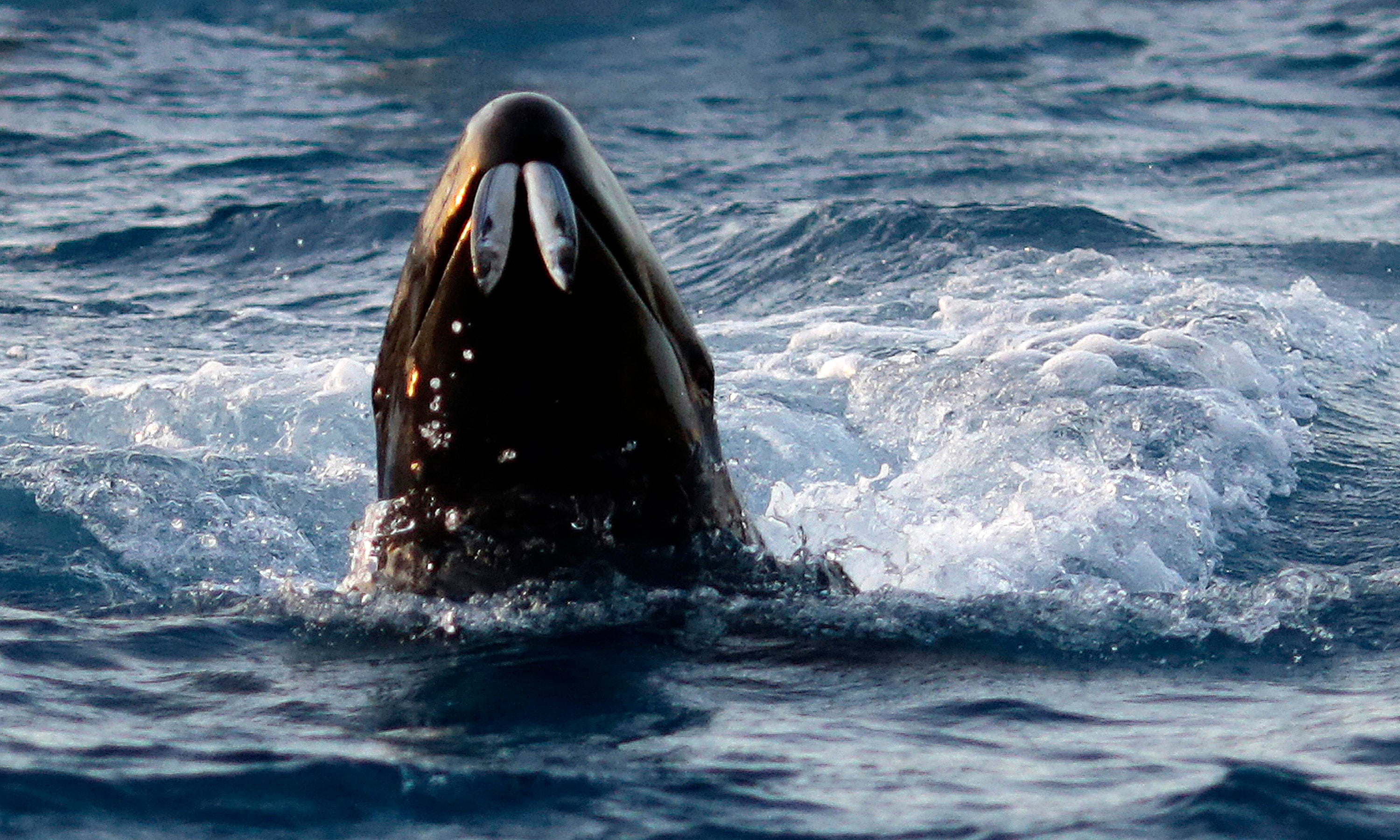 30 Large Dolphins Beach Themselves in Brazil | Weather.com