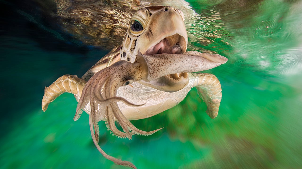 The Deep Blue Ocean Captured in Stunning Detail (PHOTOS) | The Weather ...