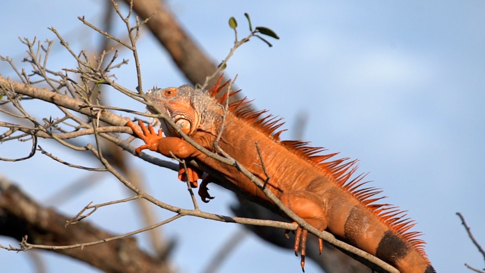 How Trees Could Save The Future Of Lizards - Videos from The Weather ...