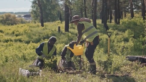 Planting Trees May Not Have The Impact You Think - Videos from The ...