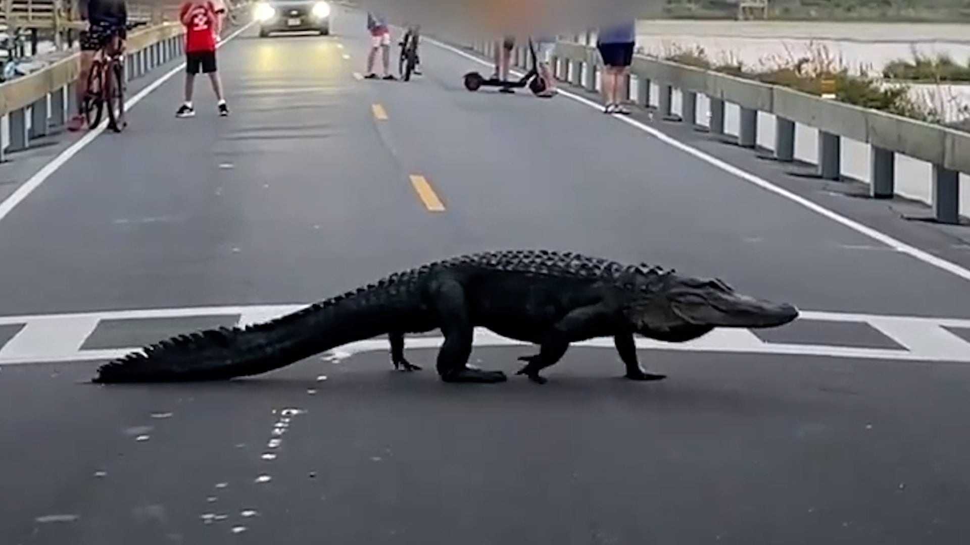 How Did The Alligator Cross The Road? Very Slowly - Videos from The ...