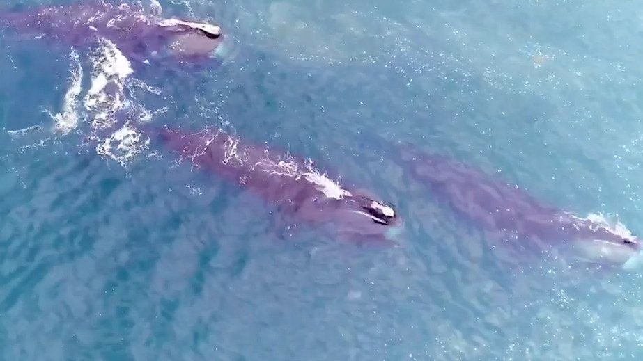 Critically Endangered Whales Spotted Off Cape Cod - Videos from The ...