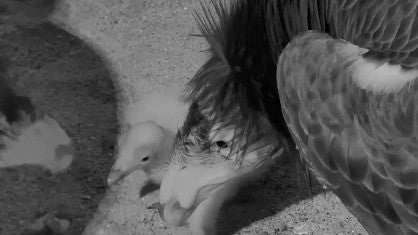 California Condor Chick Born At San Diego Zoo - Videos from The Weather ...