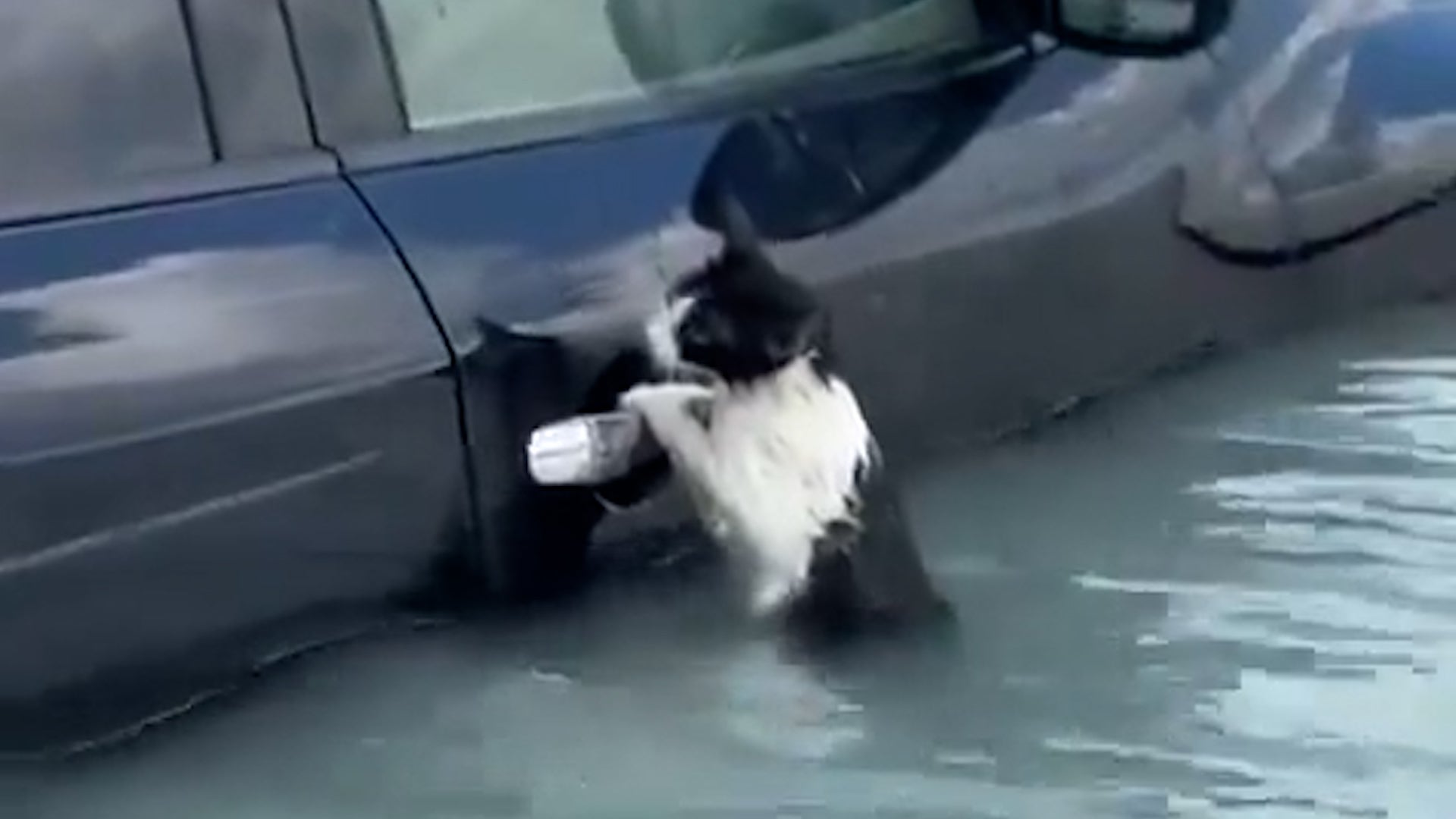 Crew Saves Cat From Historic Dubai Floods - Videos from The Weather Channel
