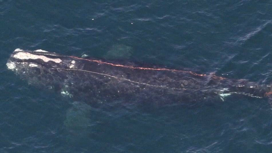 Endangered Right Whale Tangled In Rope - Videos from The Weather Channel