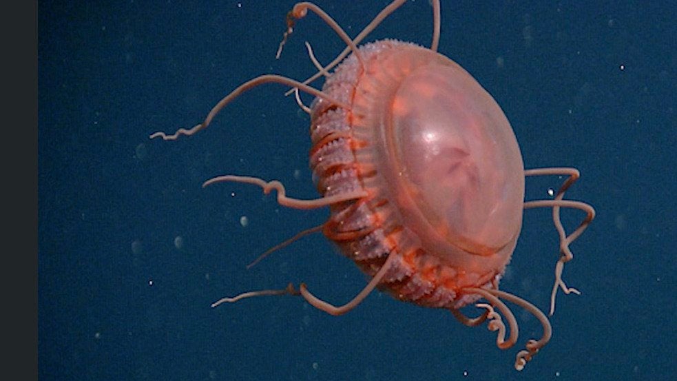 New Species Discovered in Deep Sea Off CA - Videos from The Weather Channel