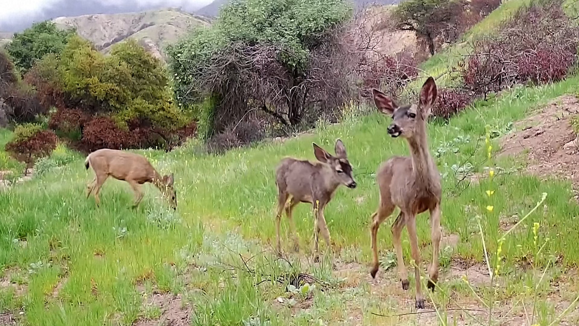 World’s Largest Iceberg Runs Aground - Videos from The Weather Channel