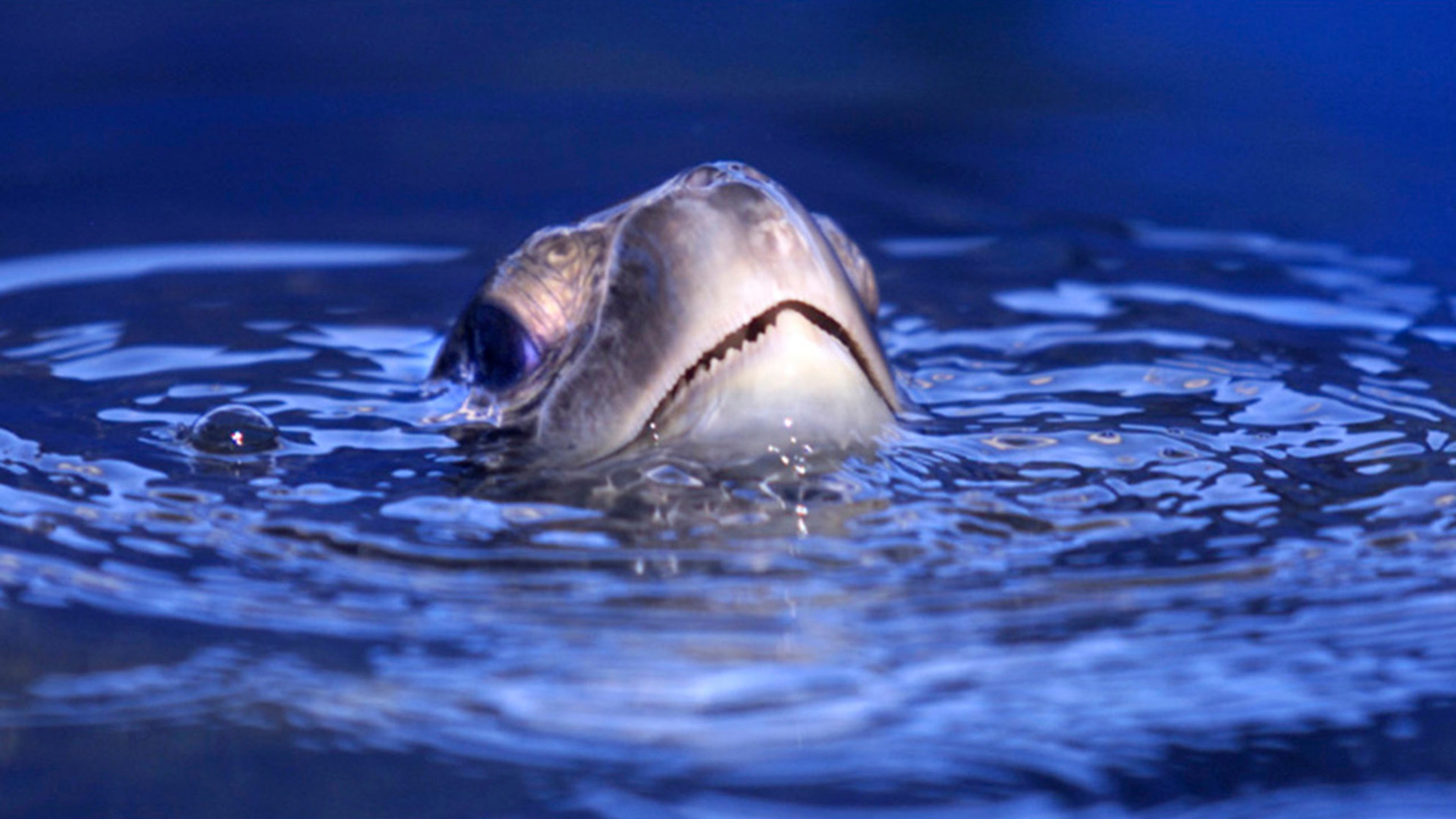 As Oceans Warm, Green Turtles May Stop Basking on the Beach | The ...