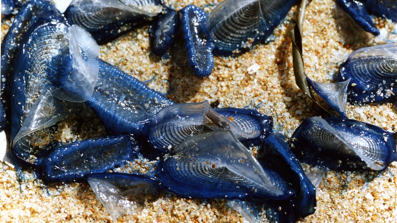 Blue Sea Creatures Wash Up on Beaches in California, Oregon | The ...