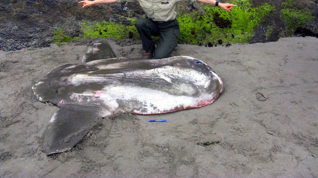 Sunfish Washes Up on Washington State Beach | The Weather Channel