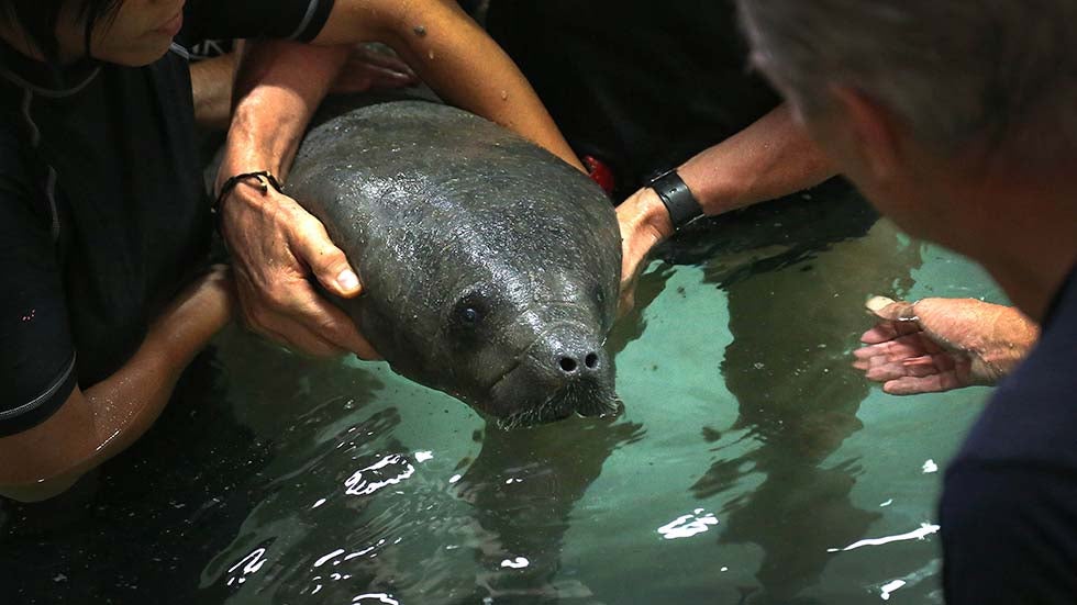 PHOTOS: Aquarium Welcomes Cute Manatees | The Weather Channel