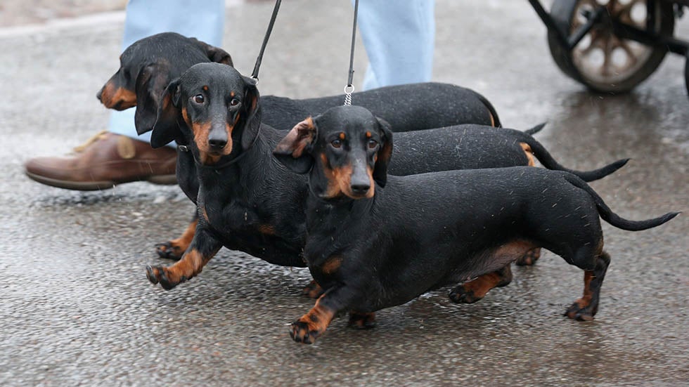PHOTOS: 'World’s Largest Dog Show' is Just Too Cute | The Weather Channel