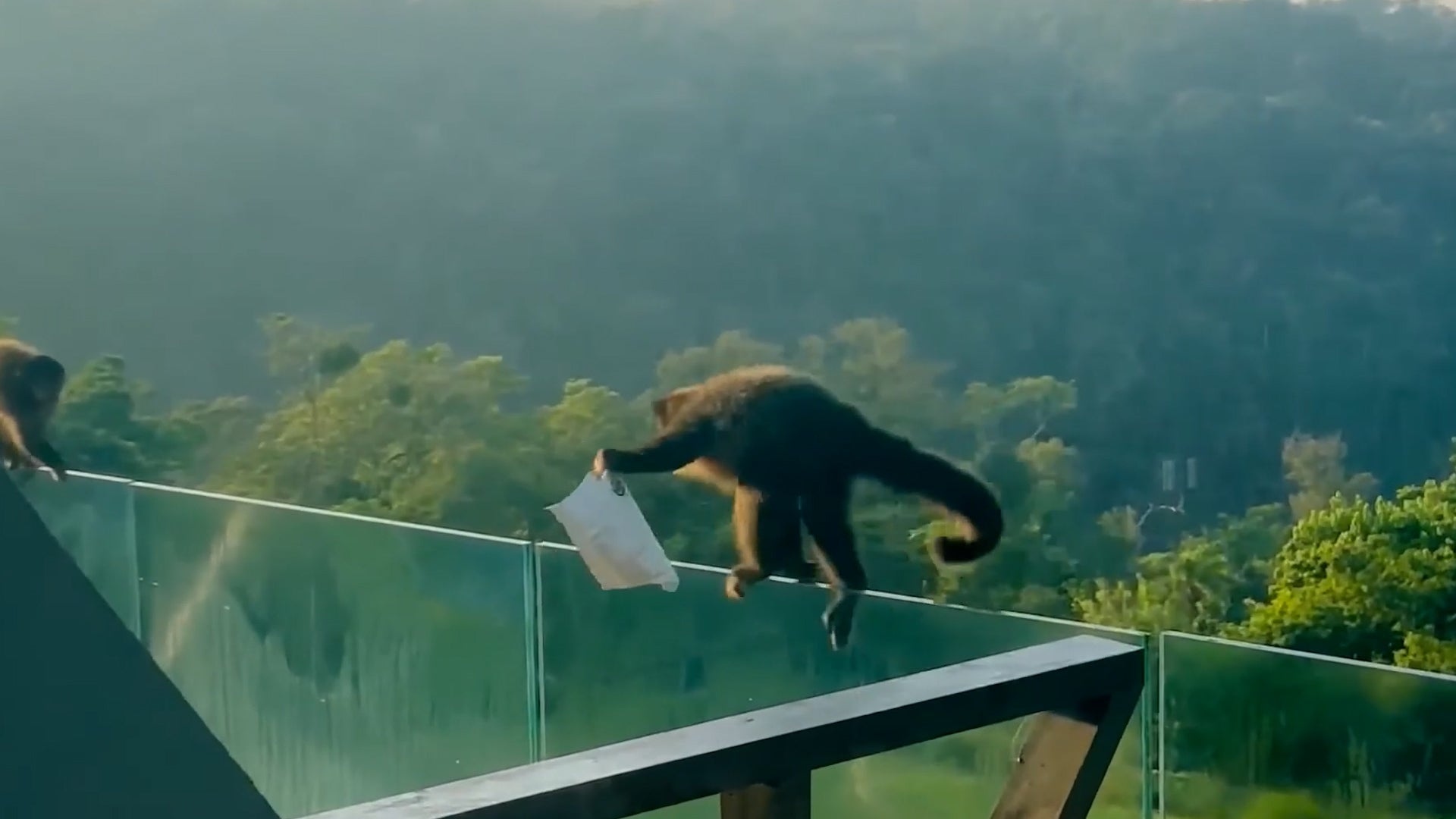 Watch As Monkey Pulls Off Quick Snack Heist - Videos from The Weather ...