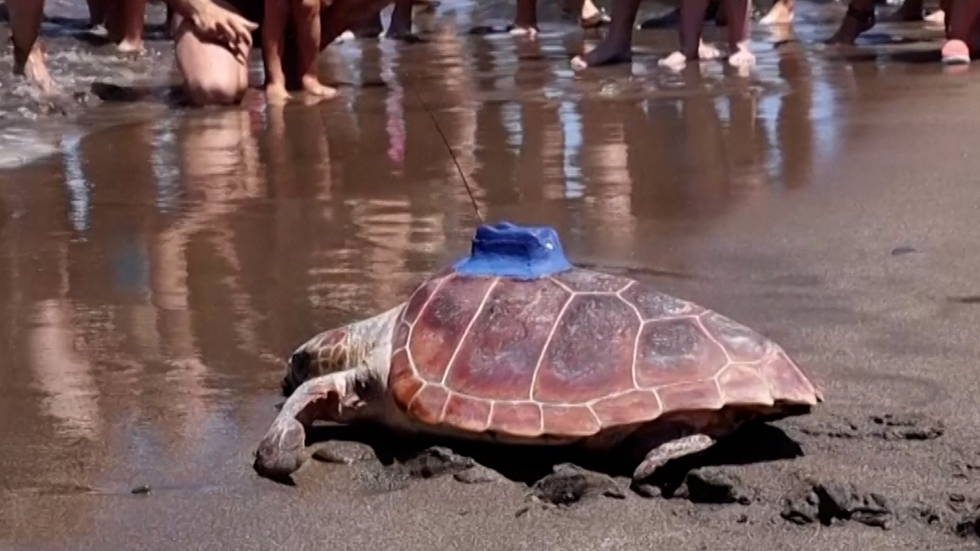Injured Turtles Make Heroic Return To Ocean - Videos from The Weather ...