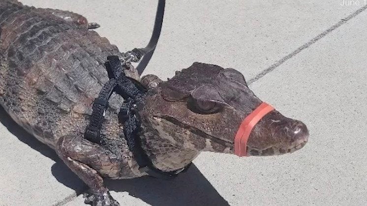 Oceans Have Way More Viruses than Thought - Videos from The Weather ...