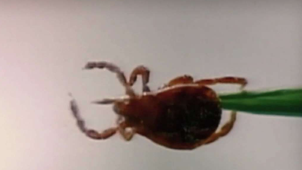 Illnesses From Ticks Increasing Due to Weather - Videos from The ...