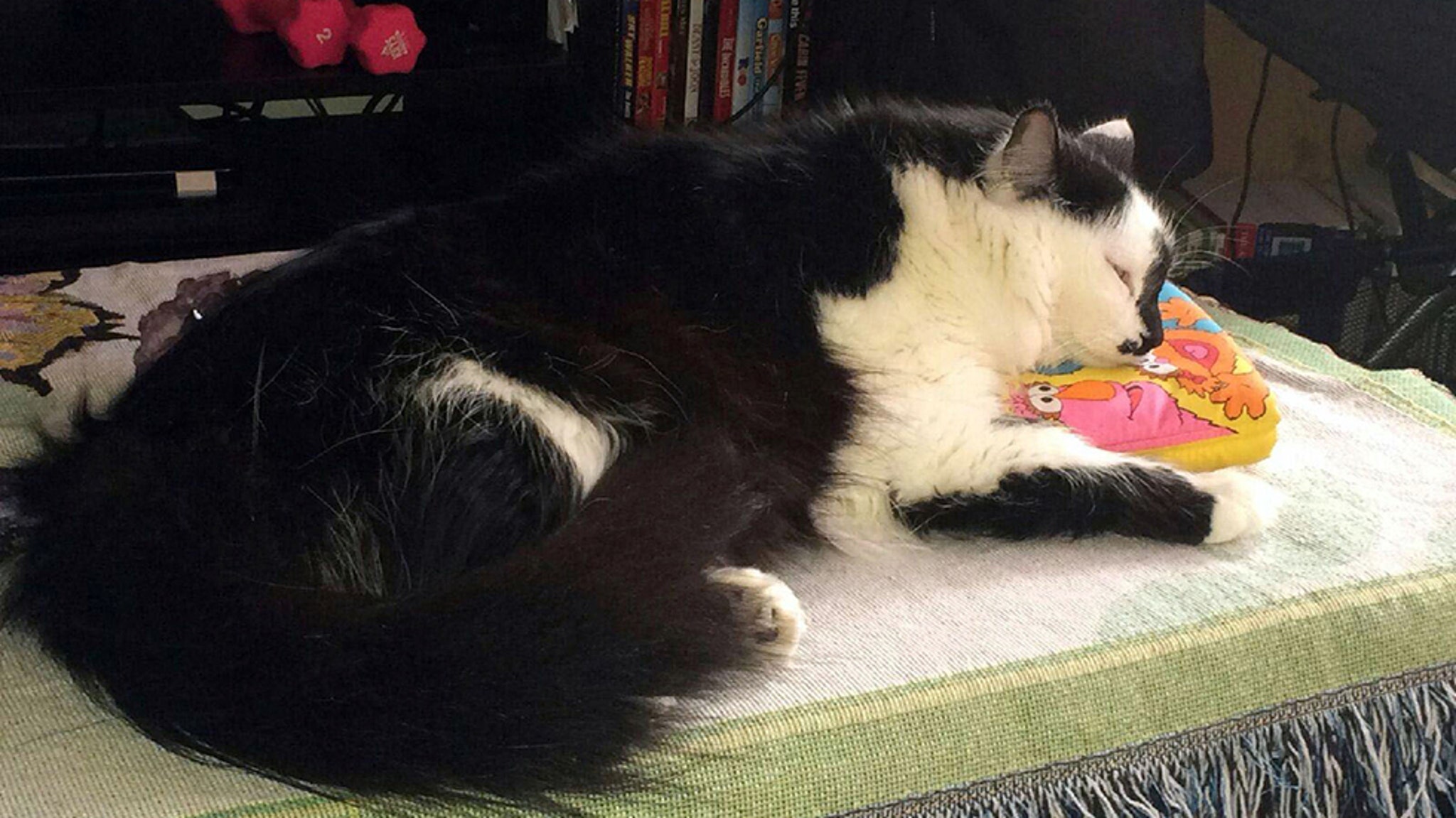 22-Pound Oregon Cat Traps Family, Who Call Police | The Weather Channel