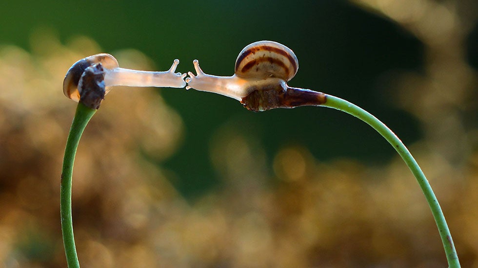 Photographer Shows the Human Side of Nature's Tiny Creatures | The ...