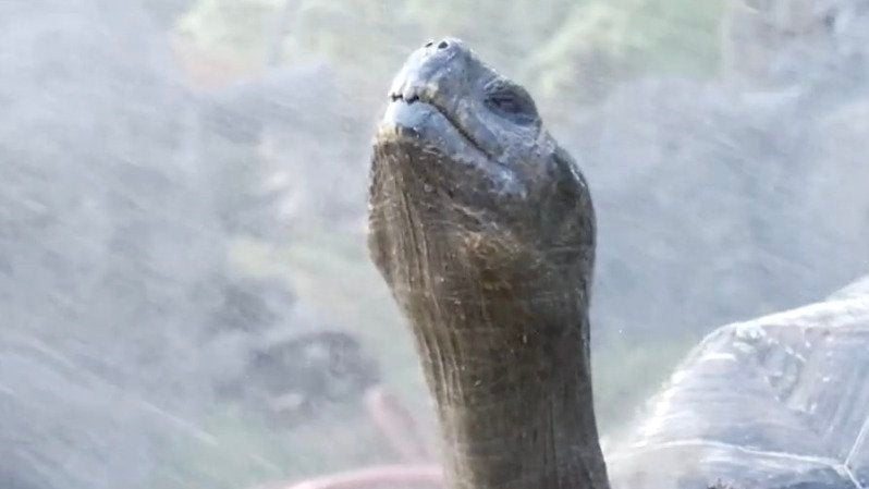 Staying Cool At The Zoo - Videos from The Weather Channel