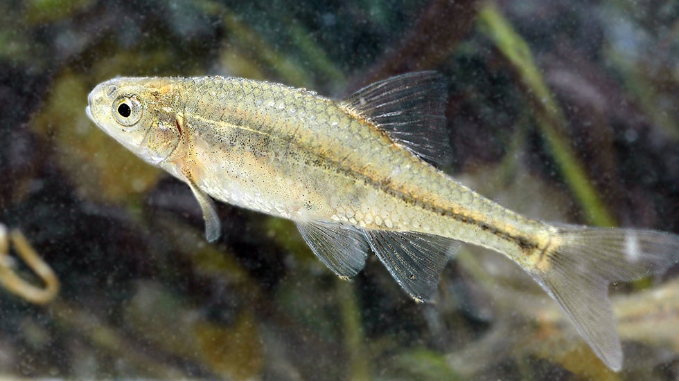 Drab Fish Makes Big Splash as First Removed from Endangered Species Act ...