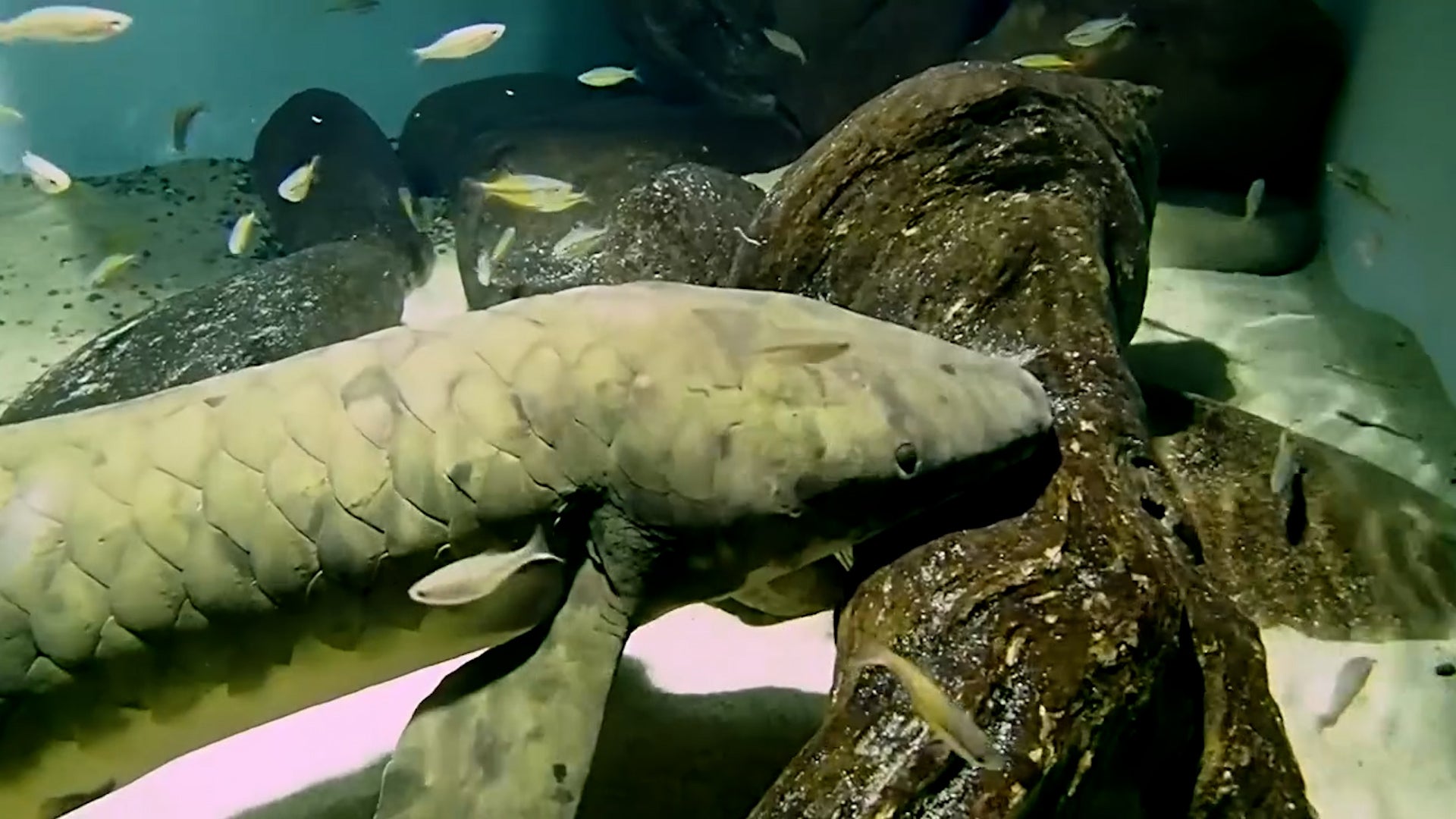 ‘Sea-nior Citizen’ Fish Is 92 Years Old - Videos from The Weather Channel