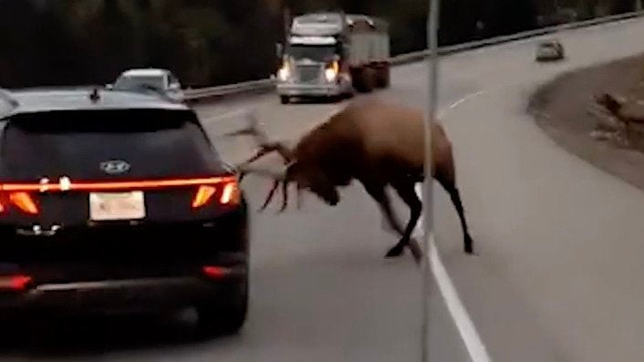 Bull Elk Vs. Car: See Who Wins - Videos from The Weather Channel