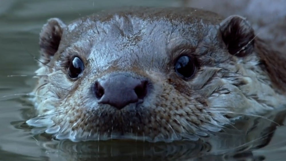 Otters Attacking People, Pets in Alaska - Videos from The Weather Channel