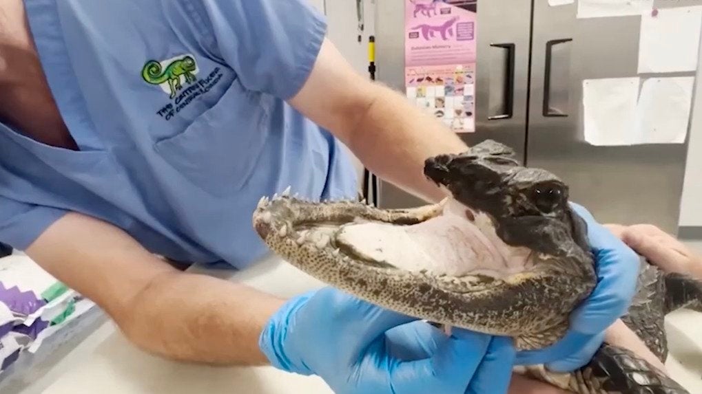'Jawlene' Is One Special Gator - Videos from The Weather Channel