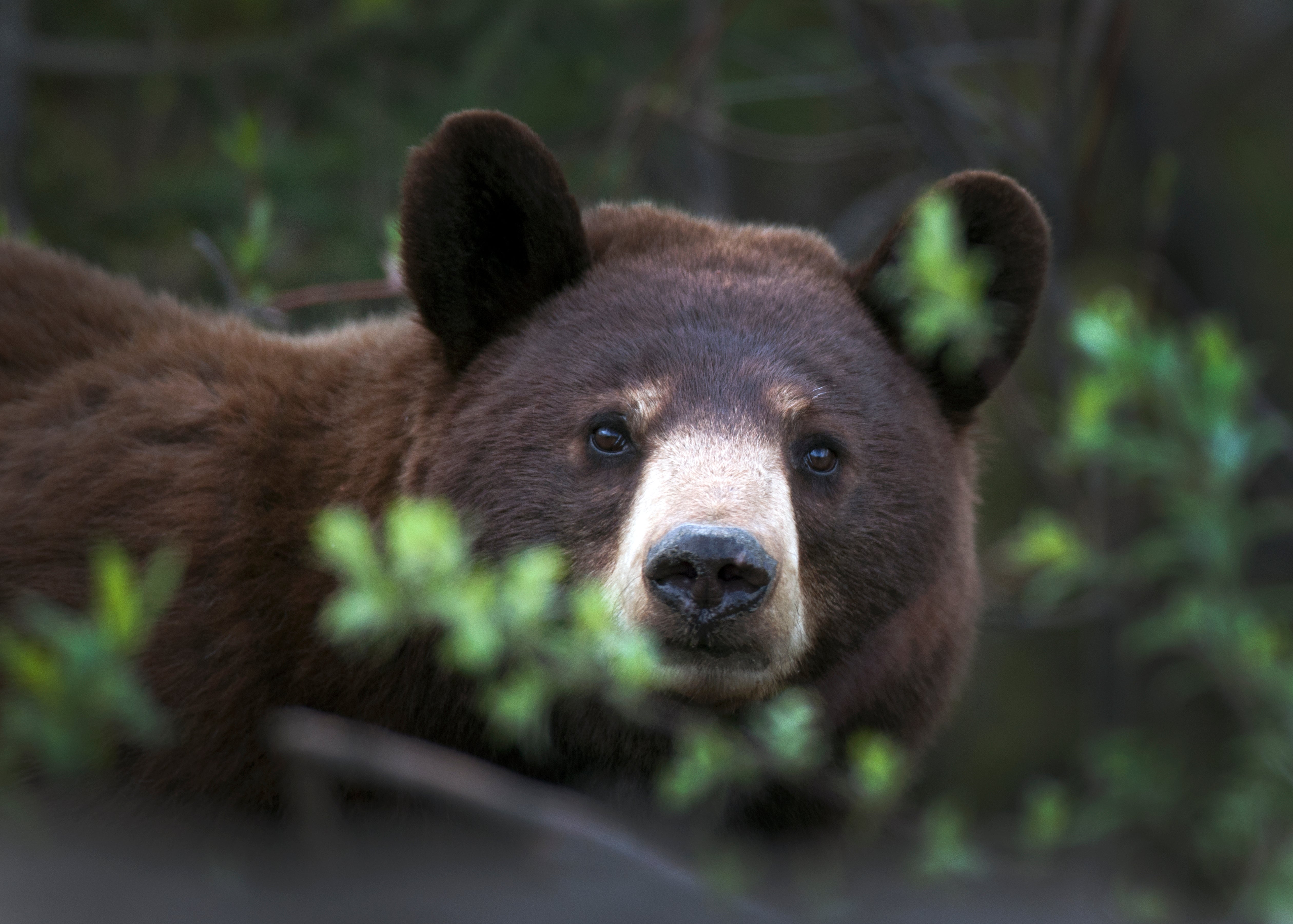 Black Bear Blamed for Mauling Death in Alaska | Weather.com