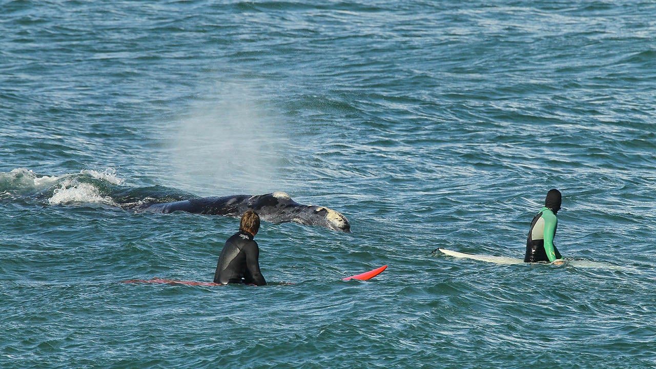 Playful Whale Catches Waves With Surfers Off South African Coast ...