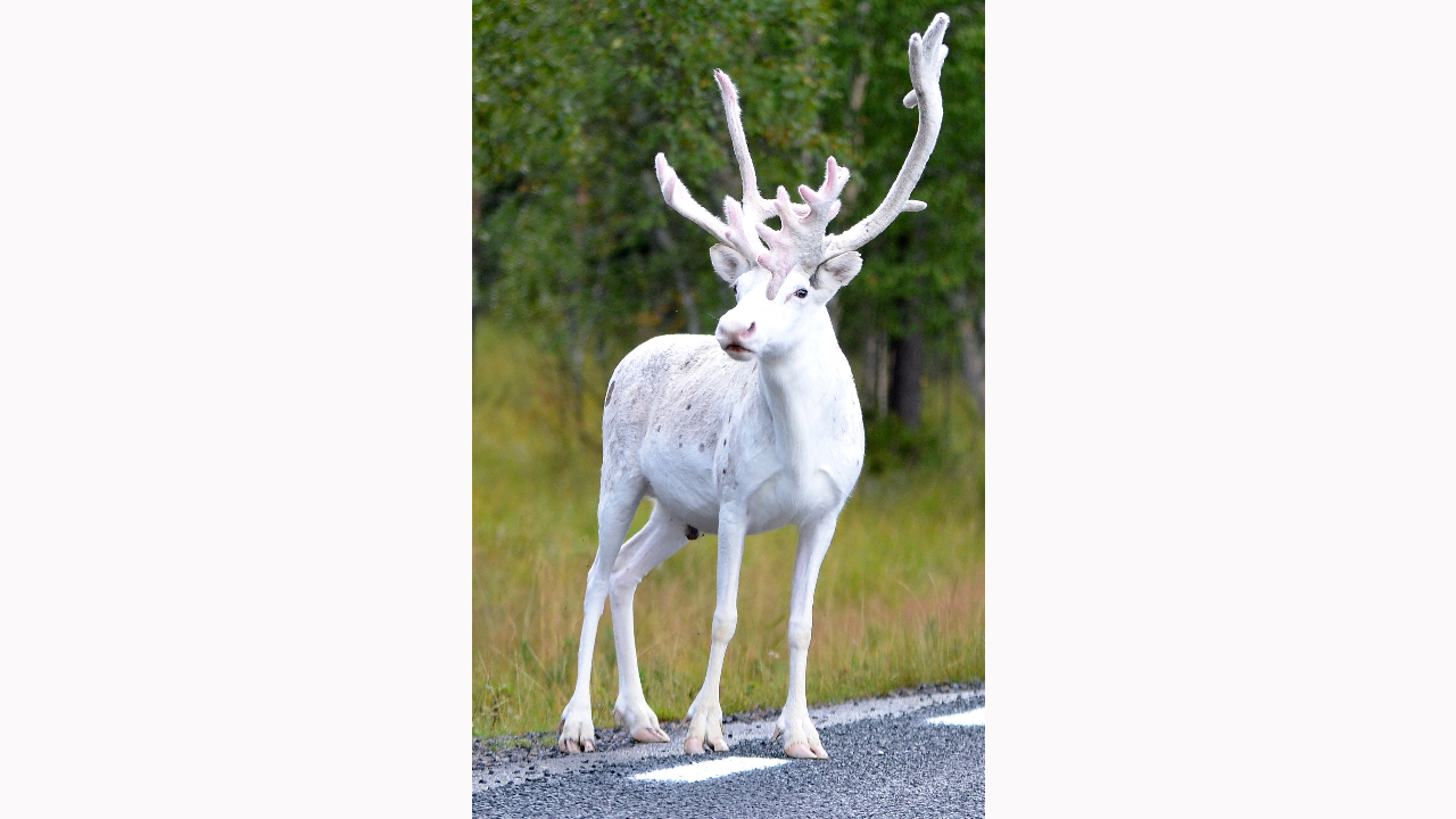 Rare Albino Reindeer Spotted Near Road in Sweden | The Weather Channel