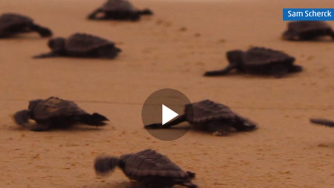 The Secret Lives of Sea Turtles Revealed | The Weather Channel
