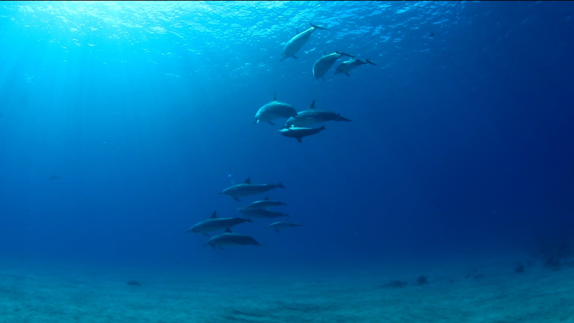Marine Animals Hurt By Climate Change - Videos from The Weather Channel