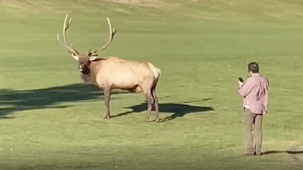 Too-Close Tourist Charged By Bull Elk - Videos from The Weather Channel
