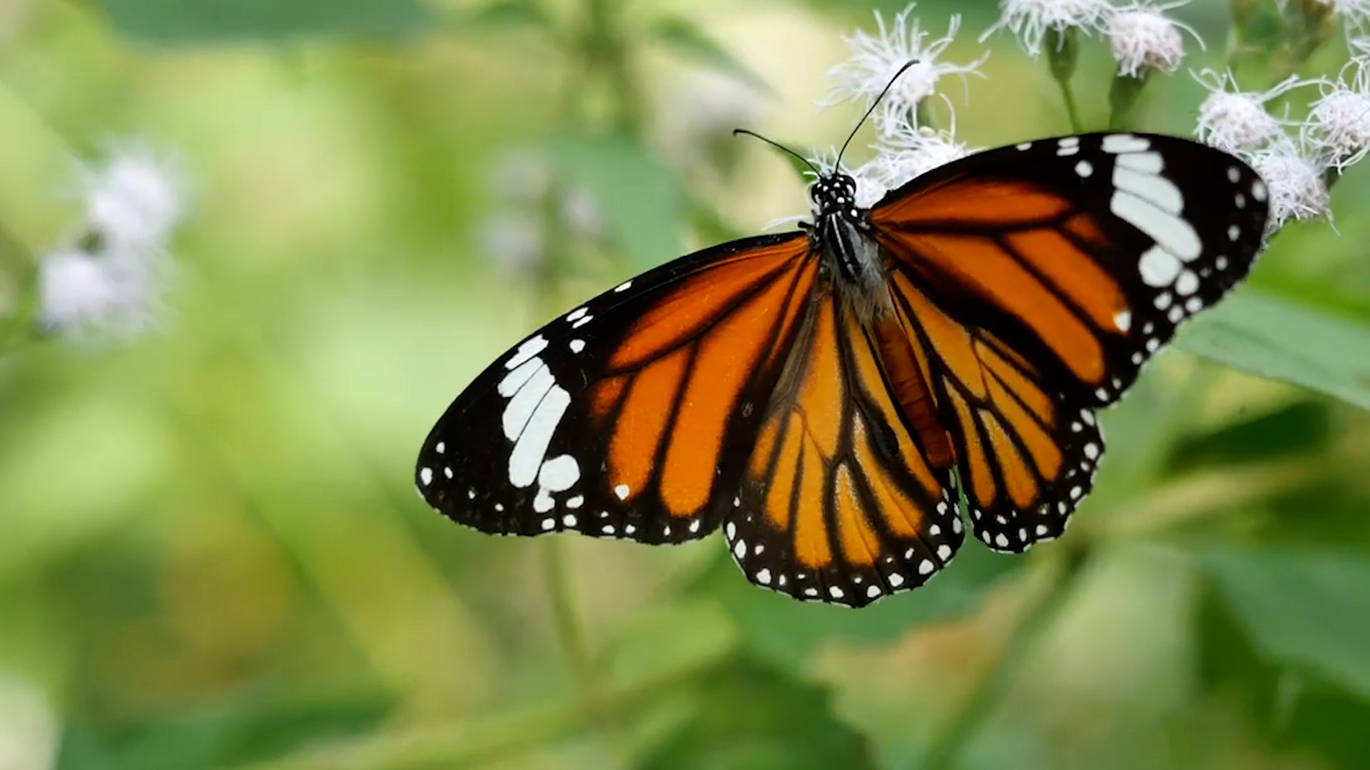 Tracking Monarch Butterflies - Videos from The Weather Channel