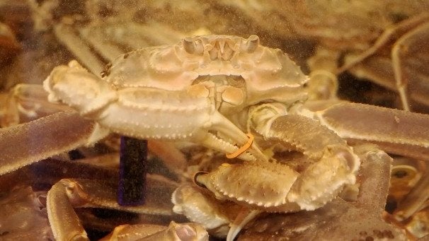 Why 10 Billion Snow Crabs Disappeared - Videos from The Weather Channel