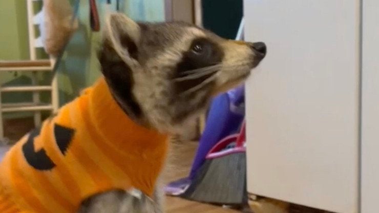 Pumpkin-Carving Raccoon Is Ready For Halloween - Videos from The ...