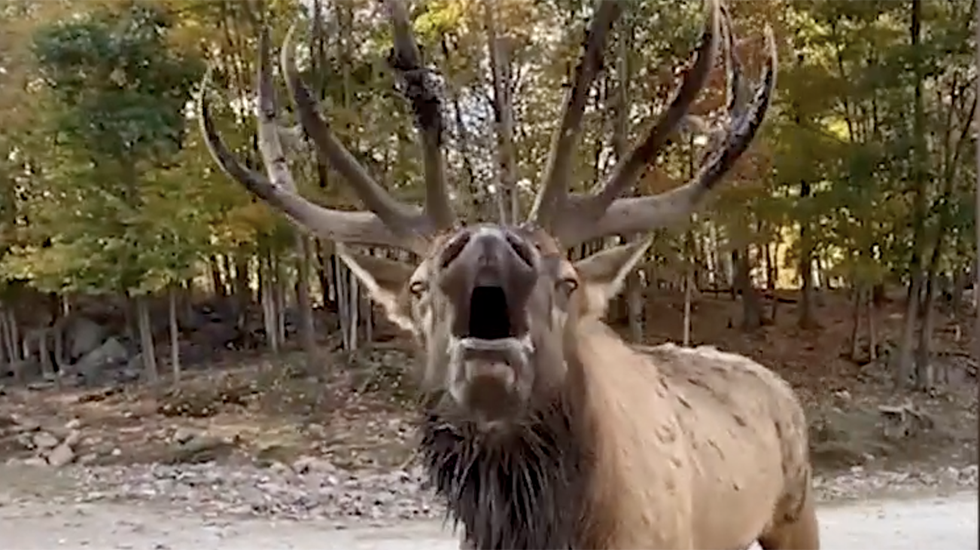 Elk Screams At Driver Without Snacks - Videos from The Weather Channel