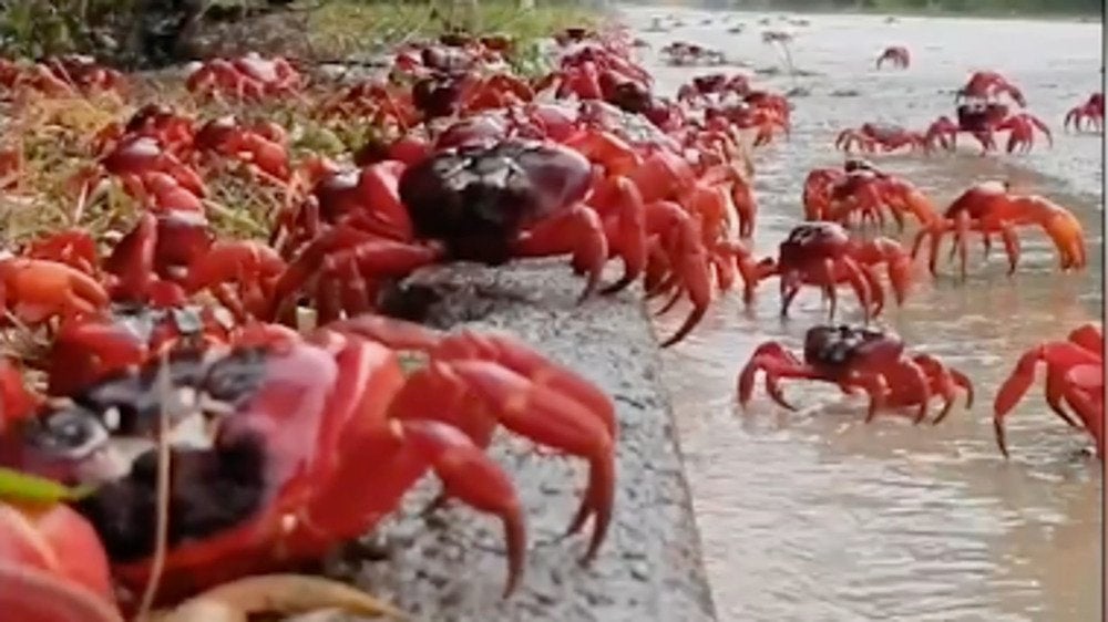 Watch: This is How Ants Survive in a Flood - Videos from The Weather ...